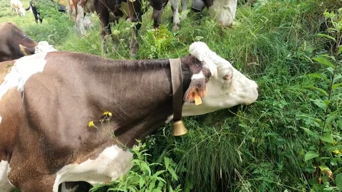 Close-up plan of a cow grazing grass | Stock Video | Pond5