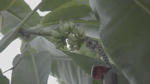 Close Up Of A Plant In The Eden Project ... | Stock Video | Pond5