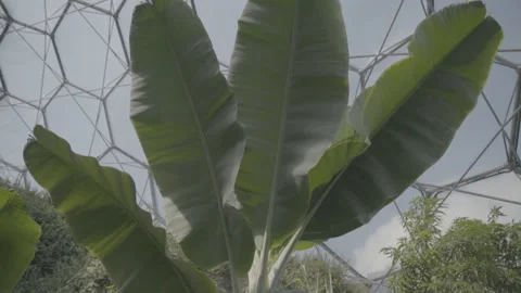 Close Up Of A Plant In The Eden Project ... | Stock Video | Pond5
