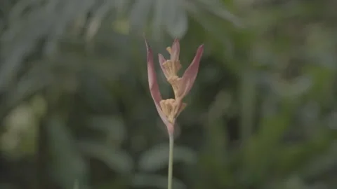 Close Up Of A Plant In The Eden Project ... | Stock Video | Pond5
