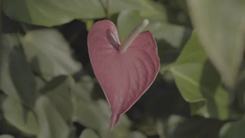 Close Up Of A Plant In The Eden Project ... | Stock Video | Pond5