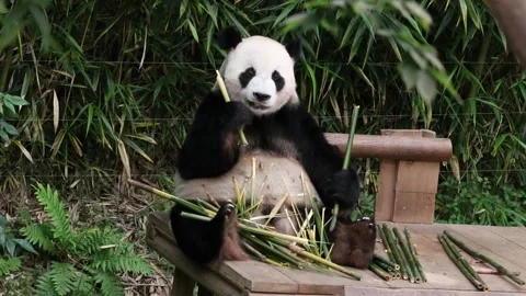 Close up Playful Male Panda , Le Bao, Ev... | Stock Video | Pond5