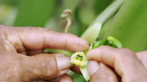 Vanilla Stock Videos – Royalty-Free HD & 4K Videos