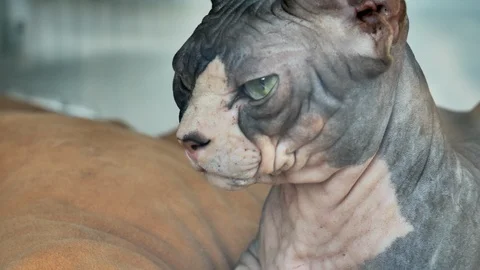 Close-up portrait of a bald cat, sphynx ... | Stock Video | Pond5