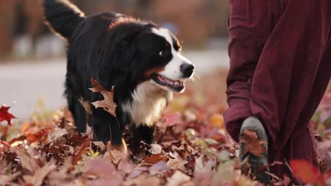 Run Up Mountain Stock Videos – Royalty-Free HD & 4K Videos