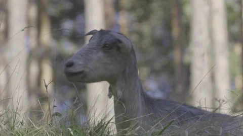 close up portrait of a big goat in a for... | Stock Video | Pond5