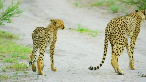 Close up portrait of cheetah in wild lif... | Stock Video | Pond5