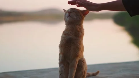 L0Og Close Up Stock Videos – Royalty-Free HD & 4K Videos