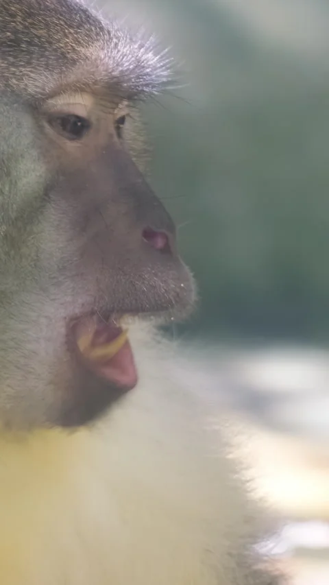 Hominid Stock Videos – Royalty-Free HD & 4K Videos | Pond5