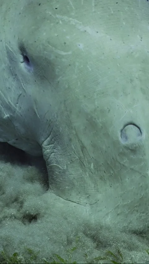 Close up portrait of Sea Cow grazing on ... | Stock Video | Pond5
