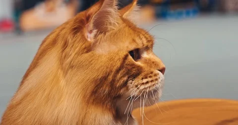 Tabby Maine Coon Stock Videos – Royalty-Free HD & 4K Videos