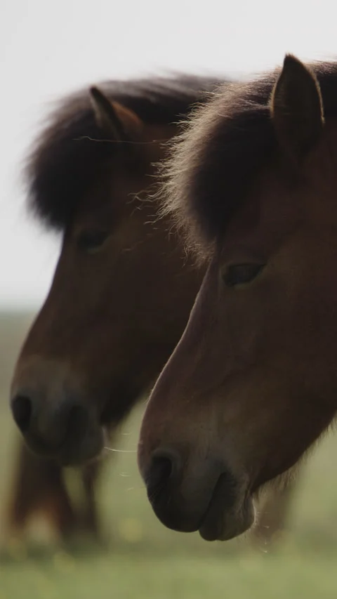 Close up portrait of wind blowing mane o... | Stock Video | Pond5