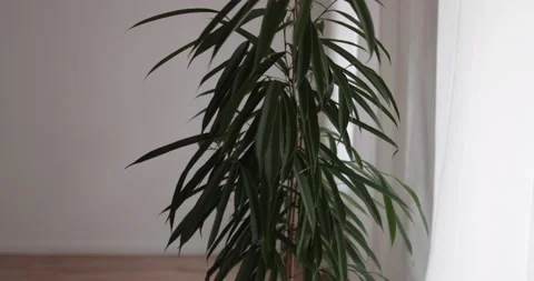 White Wood Window Stock Videos – Royalty-Free HD & 4K Videos