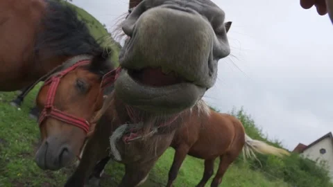 Horses In Hands Stock Videos – Royalty-Free HD & 4K Videos | Page 2