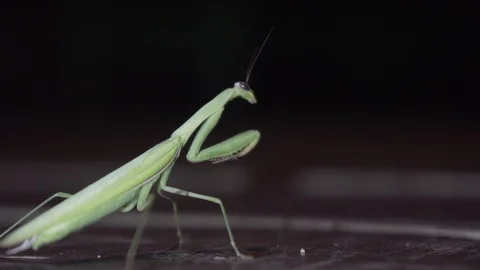 Close up Praying Mantis back with walkin... | Stock Video | Pond5