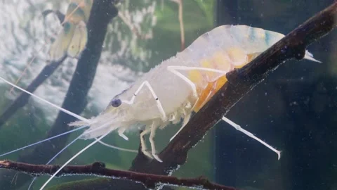 Close up of pregnant shrimp stand still ... | Stock Video | Pond5