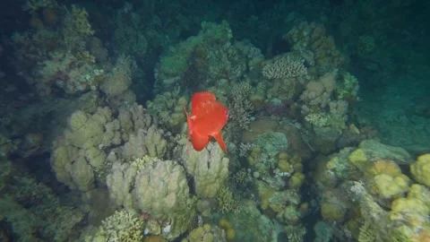 Close up of Priacanthus meeki, a species... | Stock Video | Pond5