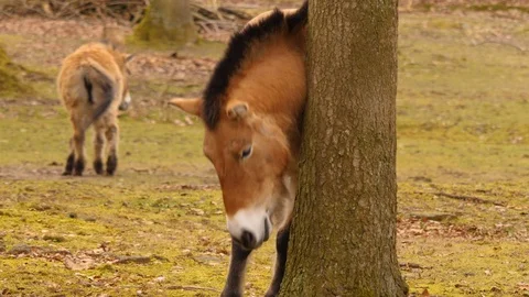 Horse Defecating Stock Videos – Royalty-Free HD & 4K Videos