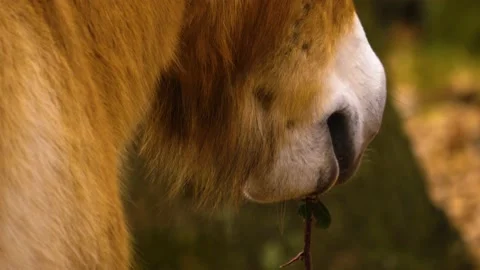 Horse Defecating Stock Videos – Royalty-Free HD & 4K Videos