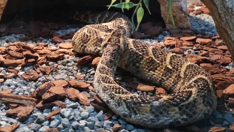 Puff Viper Stock Video Footage | Royalty Free Puff Viper Videos | Pond5