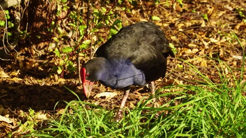 Close up of Pukeko prehistoric bird look... | Stock Video | Pond5