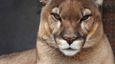 Close up of a Puma face. The animal move... | Stock Video | Pond5