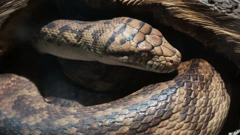 Scale Texture Stock Footage ~ Royalty Free Stock Videos | Pond5