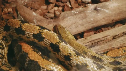 Scale Texture Stock Footage ~ Royalty Free Stock Videos | Pond5