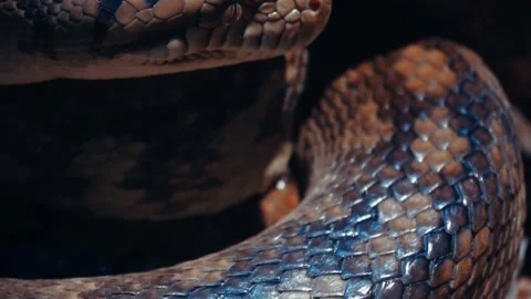 Scale Texture Stock Footage ~ Royalty Free Stock Videos | Pond5