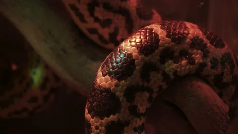 Scale Texture Stock Footage ~ Royalty Free Stock Videos | Pond5