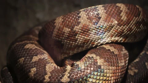 Close Scale Stock Video Footage | Royalty Free Close Scale Videos | Pond5