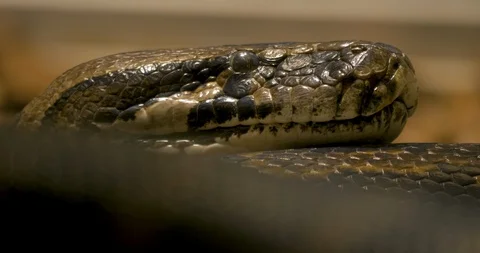 Python Stock Footage ~ Royalty Free Stock Videos | Pond5