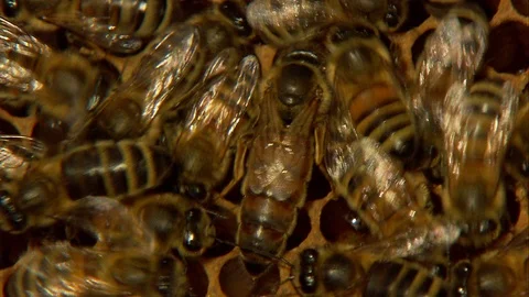 Egg Is Walking Stock Videos – Royalty-Free HD & 4K Videos | Pond5