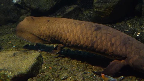 Lungfish Stock Footage ~ Royalty Free Stock Videos | Pond5
