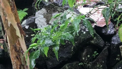 Close Up Of Rain Falling With Water Drop... | Stock Video | Pond5