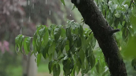 Close up raining over the tree. Close up... | Stock Video | Pond5