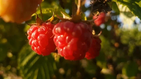 Blowing A Raspberry Stock Footage ~ Royalty Free Stock Videos | Pond5