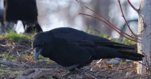 Close up of raven crow | Stock Video | Pond5