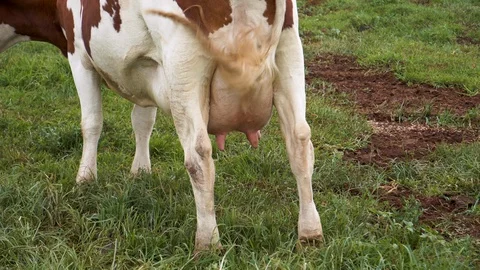 Cow Udder Stock Videos – Royalty-Free HD & 4K Videos