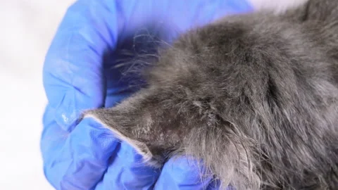 Receding Hairline Stock Videos – Royalty-Free HD & 4K Videos | Pond5