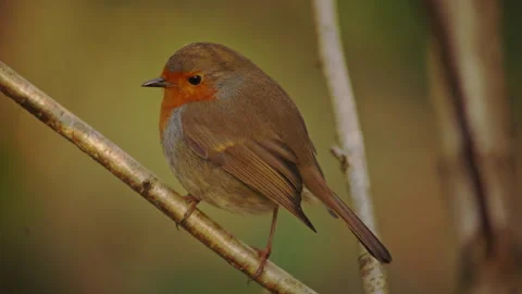 Small Breast Watching Stock Videos – Royalty-Free HD & 4K Videos