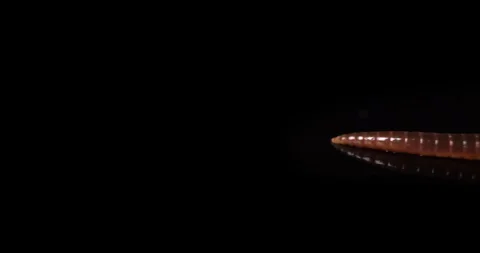Earthworm Stock Videos – Royalty-Free HD & 4K Videos | Pond5