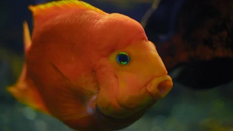 Close-up, Red Fish Swims in the Aquarium... | Stock Video | Pond5