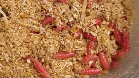 Maggot Bait Stock Footage ~ Royalty Free Stock Videos | Pond5