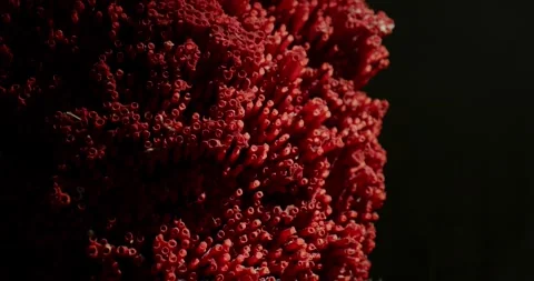 Close Up Of Red Organ Pipe Coral (Tubipo... | Stock Video | Pond5