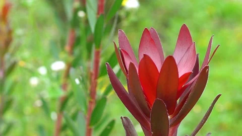 Close Up of Red Safari Sunset flower in ... | Stock Video | Pond5