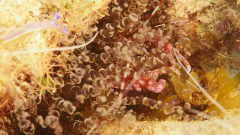 Snap Shrimp Stock Footage ~ Royalty Free Stock Videos | Pond5