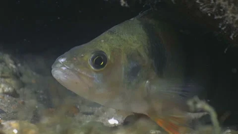 Close up of Redfin Perch during night di... | Stock Video | Pond5