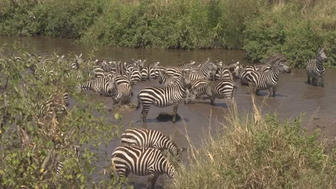 Zebra Mud Stock Footage ~ Royalty Free Stock Videos | Pond5