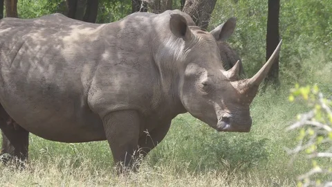 Close up from a Rhino looking towards th... | Stock Video | Pond5